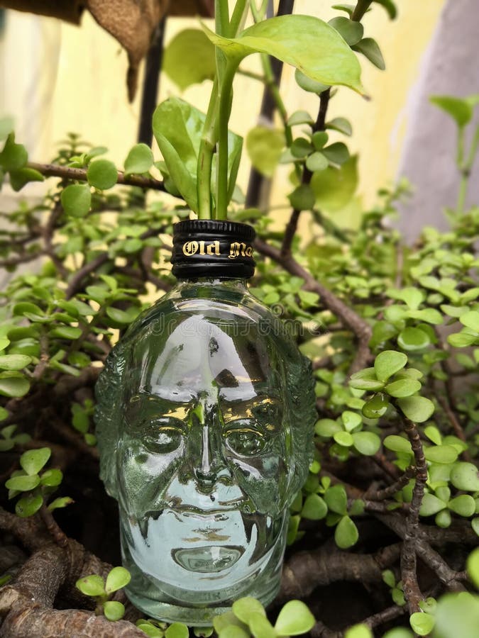 Unique drink botle editorial image. Image of tree, botle - 129306635