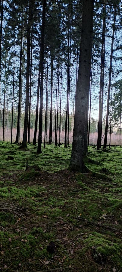 Unique, Enchanting Greenery of the Forest in the Morning Stock Photo ...