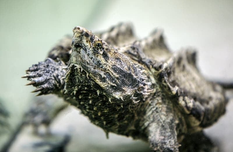 Unique Exotic Turtle stock image. Image of nature, famous - 149331065