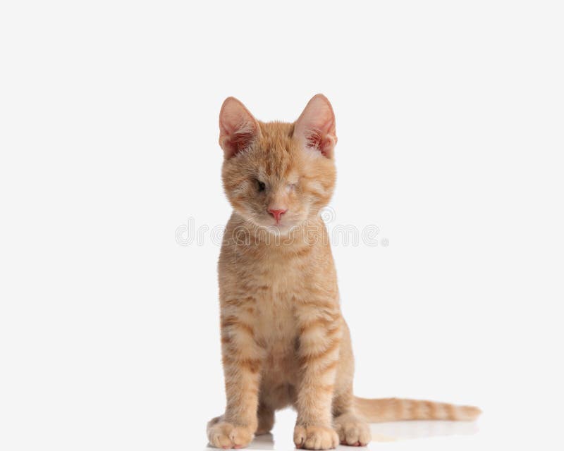 Unique Eyeless Kitty with Orange Tabby Fur Sitting Stock Illustration ...