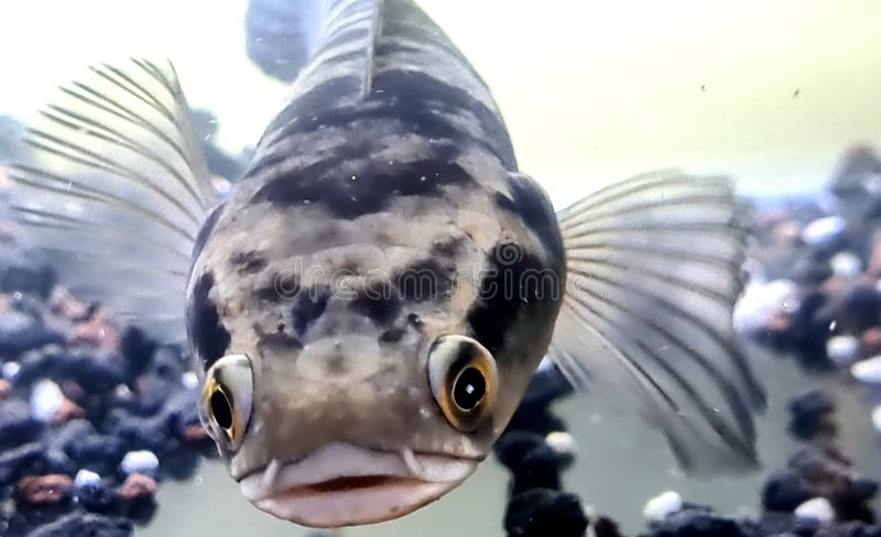 208 Chana Fish Stock Photos - Free & Royalty-Free Stock Photos from ...