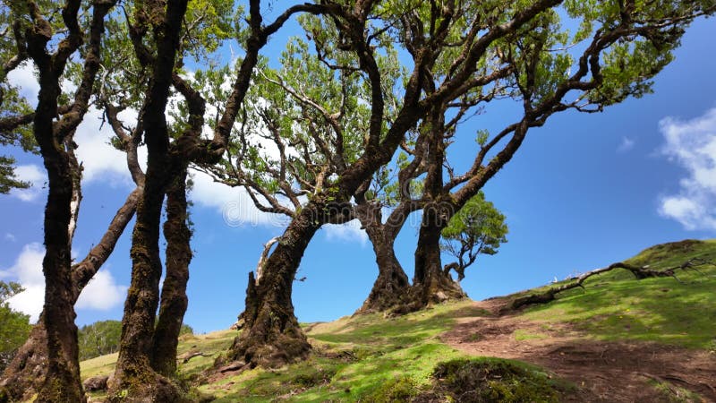 Unique Fanal Trees at Fanal Forest in Madeira Island, Portugal Stock ...