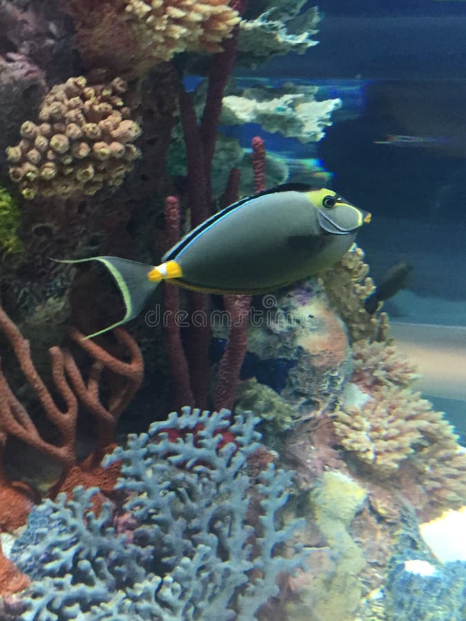 Unique fish stock image. Image of ocean, unique, display - 131229641