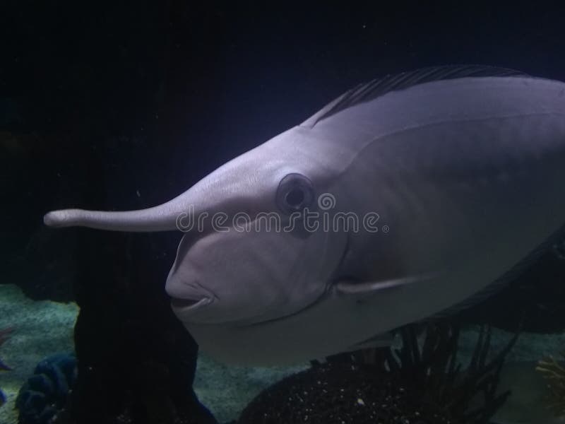 Unique fish stock image. Image of nose, fish, saltwater - 123779035