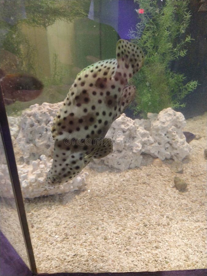 Unique fish in tank stock photo. Image of fish, mammal - 220284468