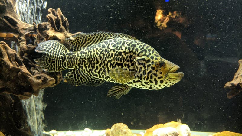 Unique fish on the zoo stock photo. Image of garouper - 283119970