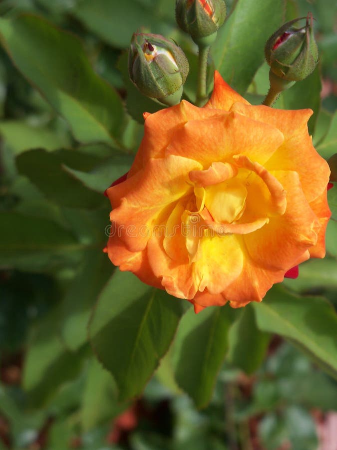 Bright Orange Climbing Floribunda Rose Stock Image - Image of green ...