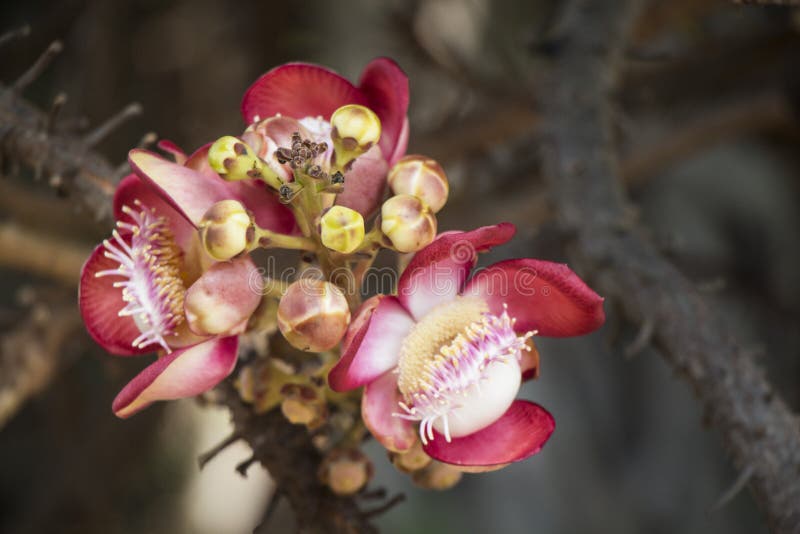 Unique Flower stock photo. Image of abstract, decoration - 14188554