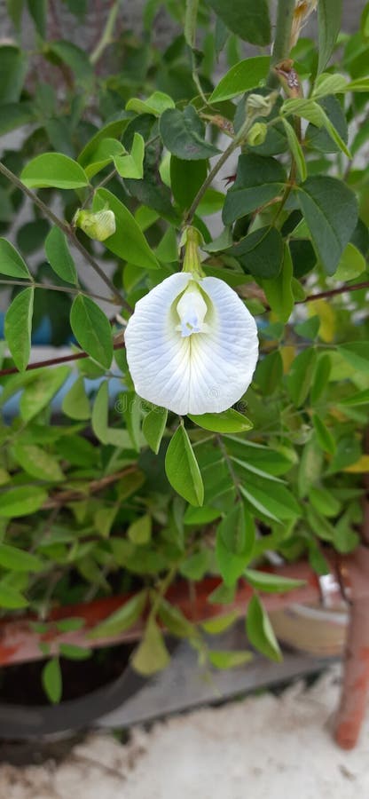 183 Gokarn Flower Stock Photos - Free & Royalty-Free Stock Photos from ...