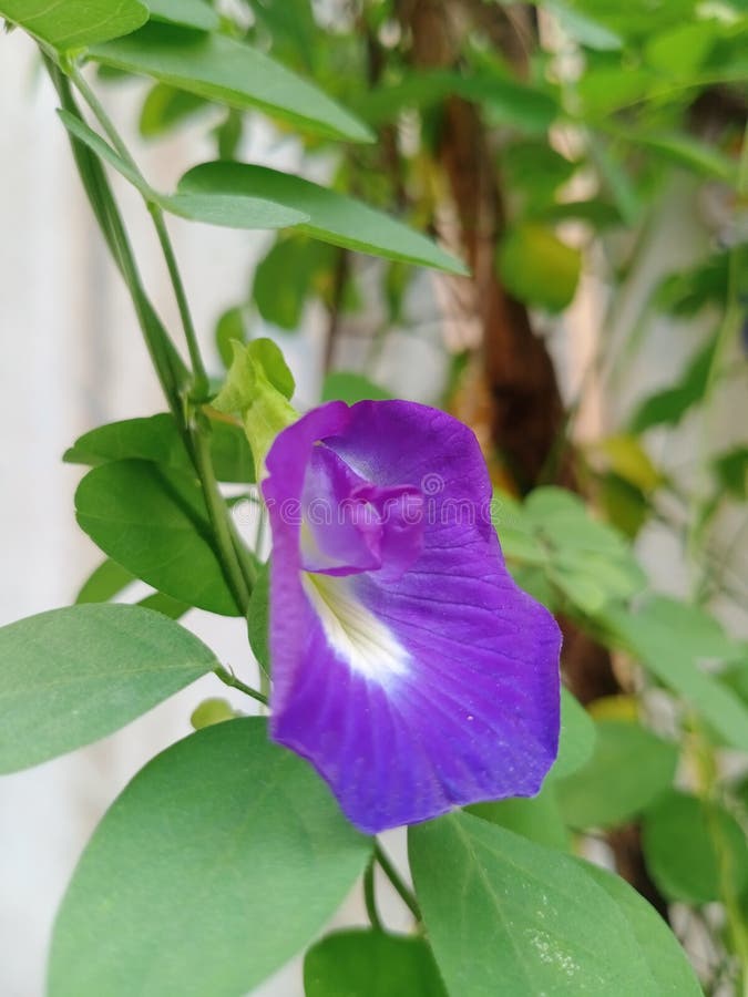 Unique Flower in Purple Nature Stock Photo - Image of unique, flower ...