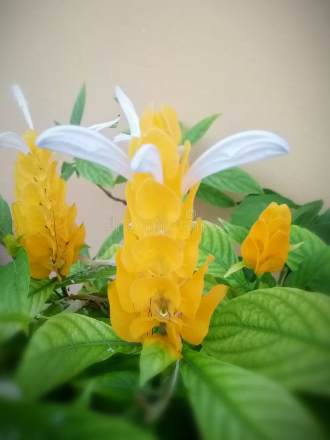 Unique flower stock photo. Image of unique, special - 130464086