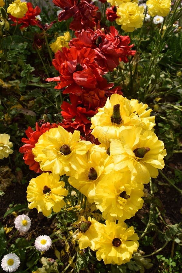 Unique Flower Variety in Red and Yellow Stock Image - Image of spring ...
