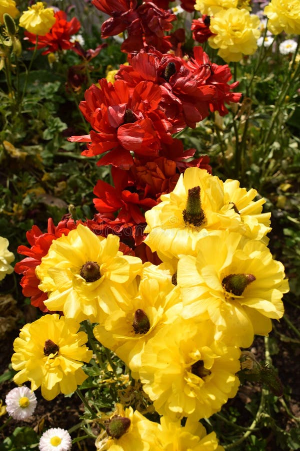Unique Flower Variety in Red and Yellow Stock Photo - Image of flora ...