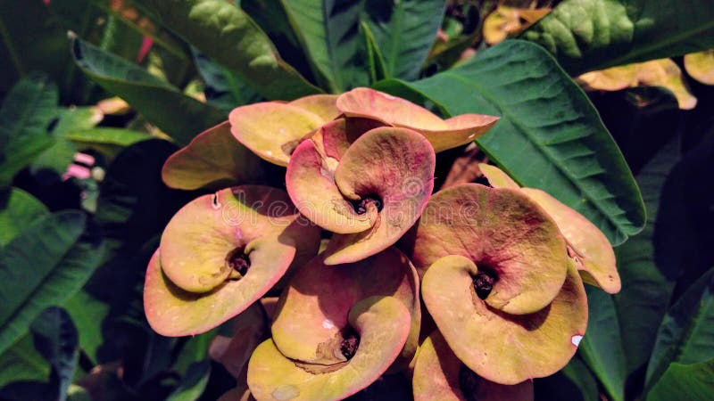 A Unique Flower Very Good for Wallpaper Stock Photo - Image of good ...