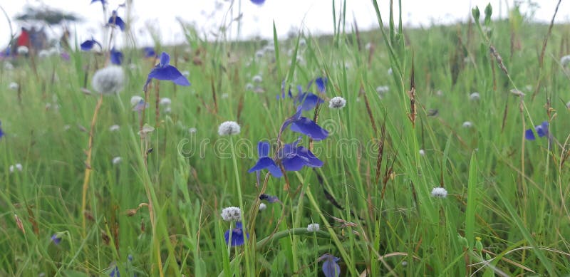 Unique Flowers Kass Pleateau Stock Photo - Image of blue, kass: 167128186