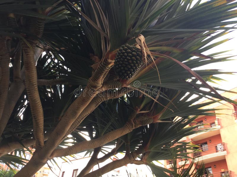 Unique Fruit Growing on a Tropical Tree in a City Stock Image - Image ...