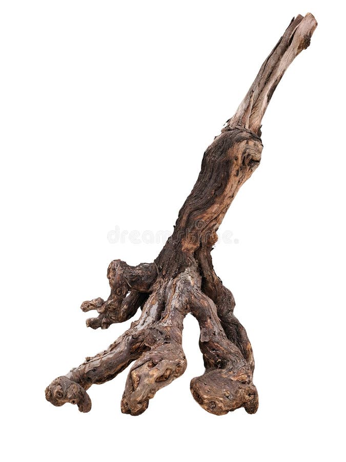 Unique Gnarled Twisted Olive Tree Root Showcasing Natural Artistry and ...
