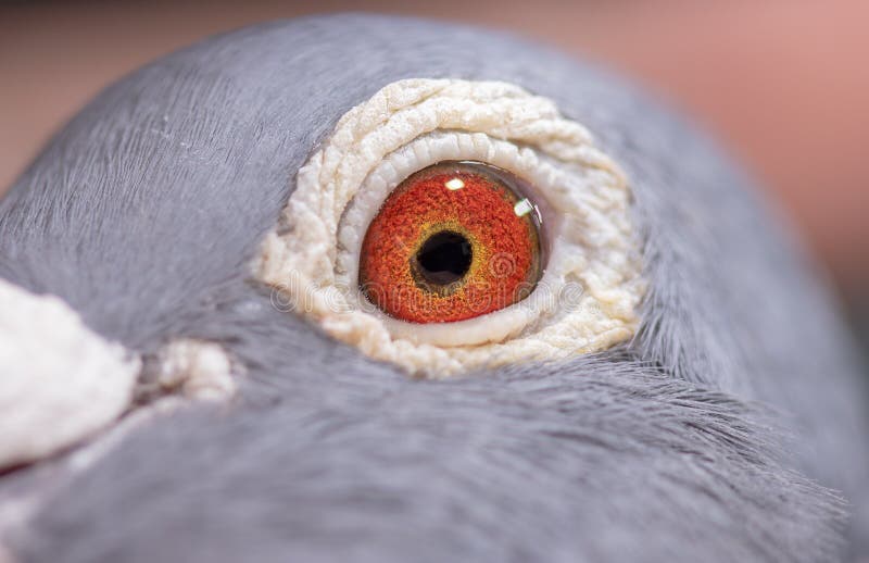 Unique, Gorgeous and Colorful Macro Pigeon Eye Stock Photo - Image of ...
