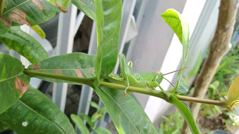 Unique Grasshopper on a Leaf Stock Image - Image of leaves, leaf: 262699953