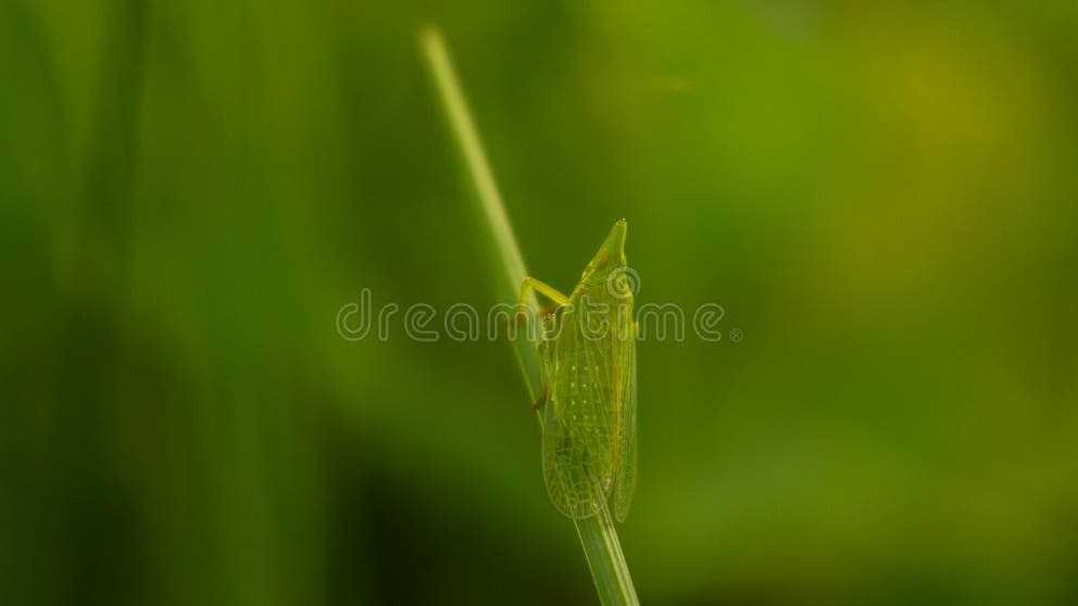 Unique Grasshopper among Lush Grass in the Meadow Stock Image - Image ...