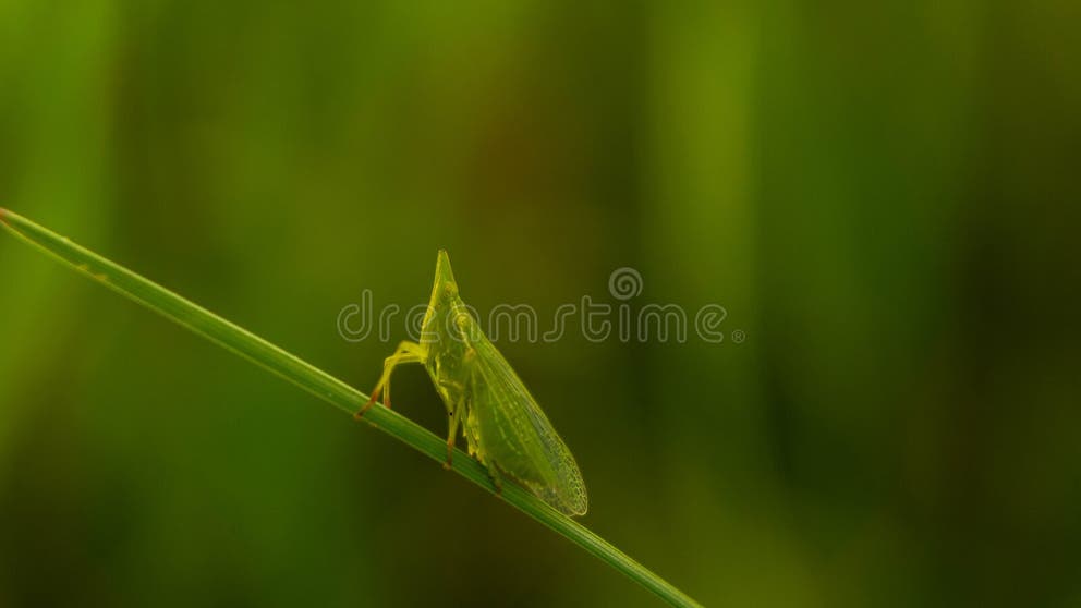 Unique Grasshopper among Lush Grass in the Meadow Stock Photo - Image ...