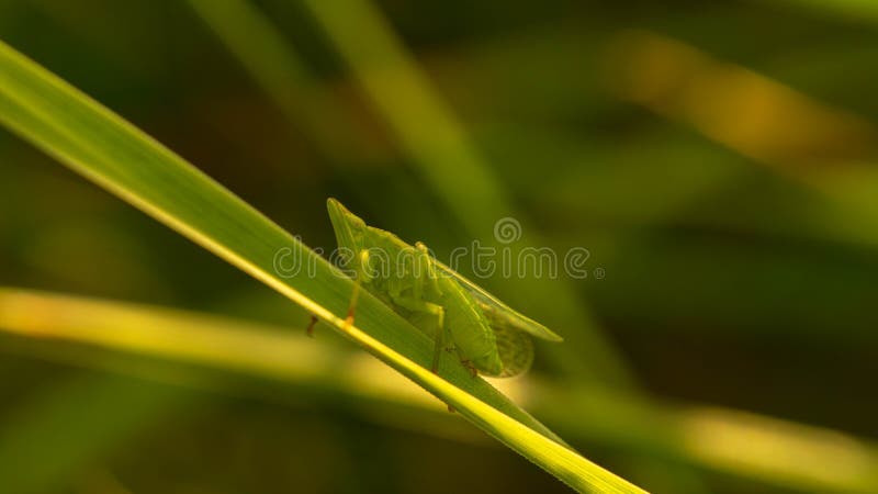 Unique Grasshopper among Lush Grass in the Meadow Stock Image - Image ...