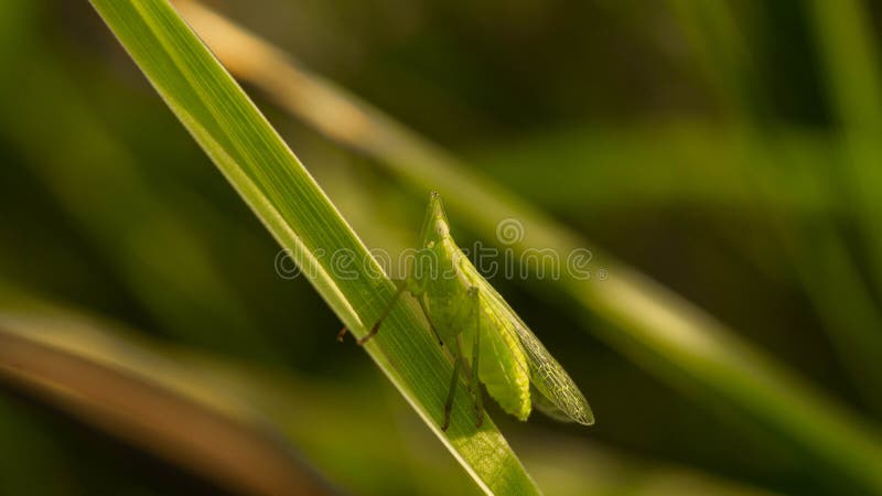 Unique Grasshopper among Lush Grass in the Meadow Stock Image - Image ...