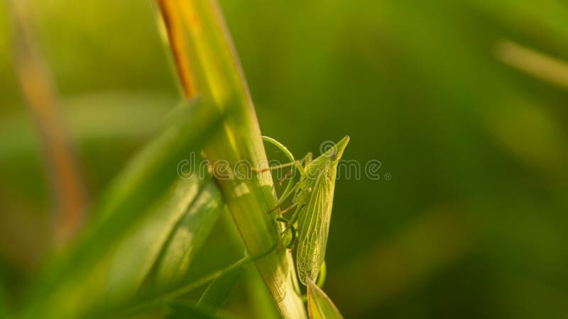Unique Grasshopper among Lush Grass in the Meadow Stock Photo - Image ...