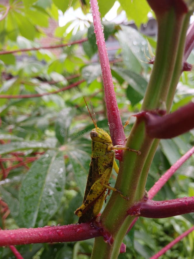A Unique Grasshopper Perched on a Sweet Potato Tree Stock Image - Image ...