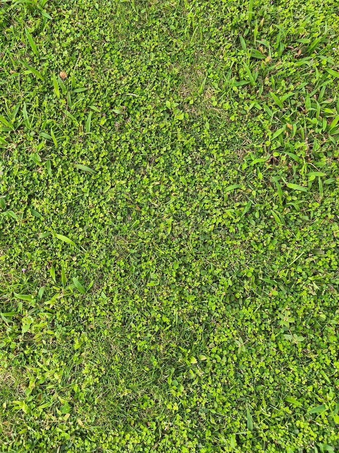Unique green grass field stock image. Image of gras - 391632921