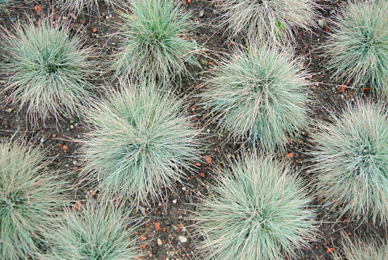 Unique Green Grasses Arranged in a Textured Natural Landscape Setting ...