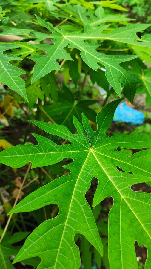 Unique Green Leaf in the Garden Stock Photo - Image of deciduous ...
