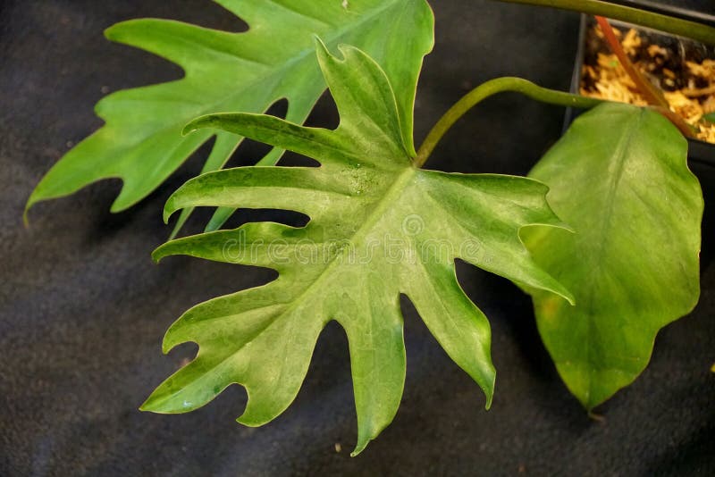 A Unique Green Leaf of Philodendron Mayoi Stock Photo - Image of leaf ...