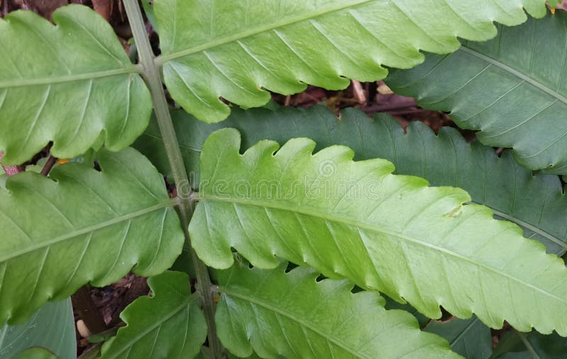 Unique Green Leaves Wavy Around the Leaves Stock Image - Image of ...