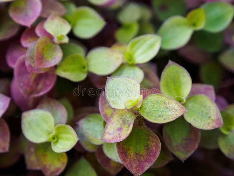 A Unique Green Pattern of Small Leaves in Macro Focus Creates a ...