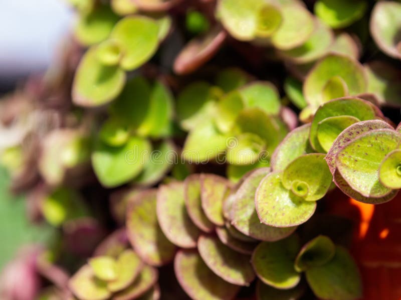 A Unique Green Pattern of Small Leaves in Macro Focus Creates a ...