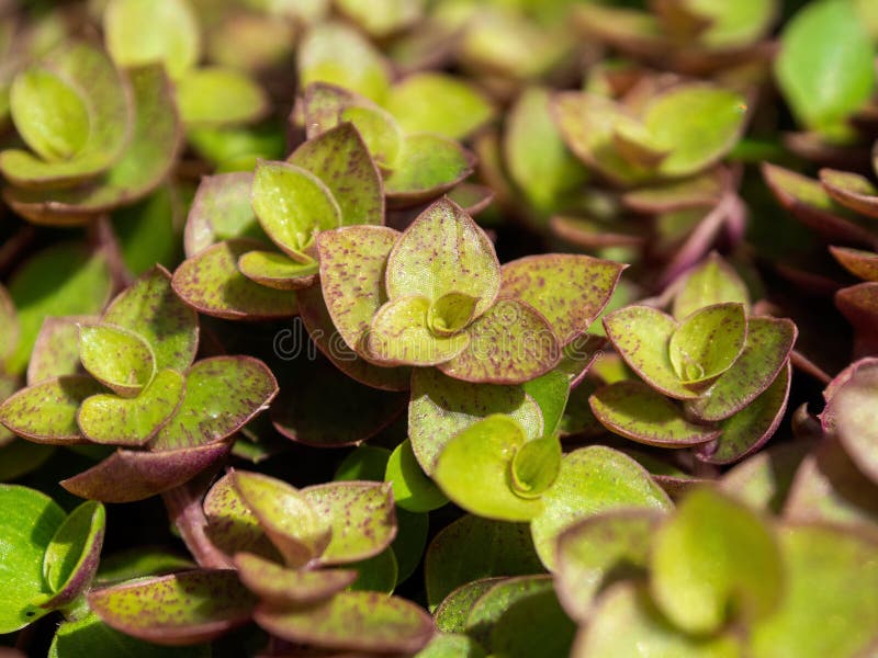 A Unique Green Pattern of Small Leaves in Macro Focus Creates a ...