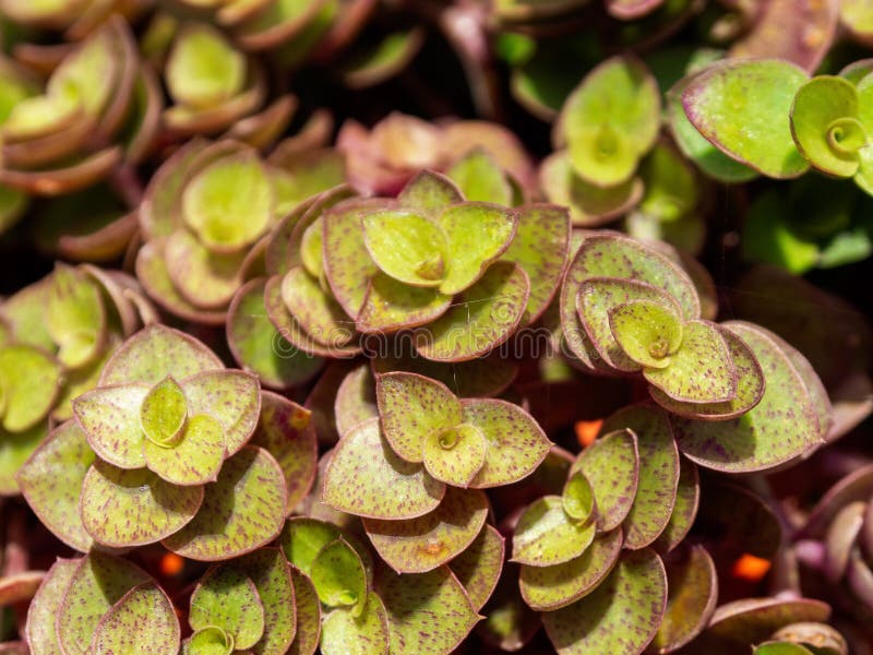 A Unique Green Pattern of Small Leaves in Macro Focus Creates a ...