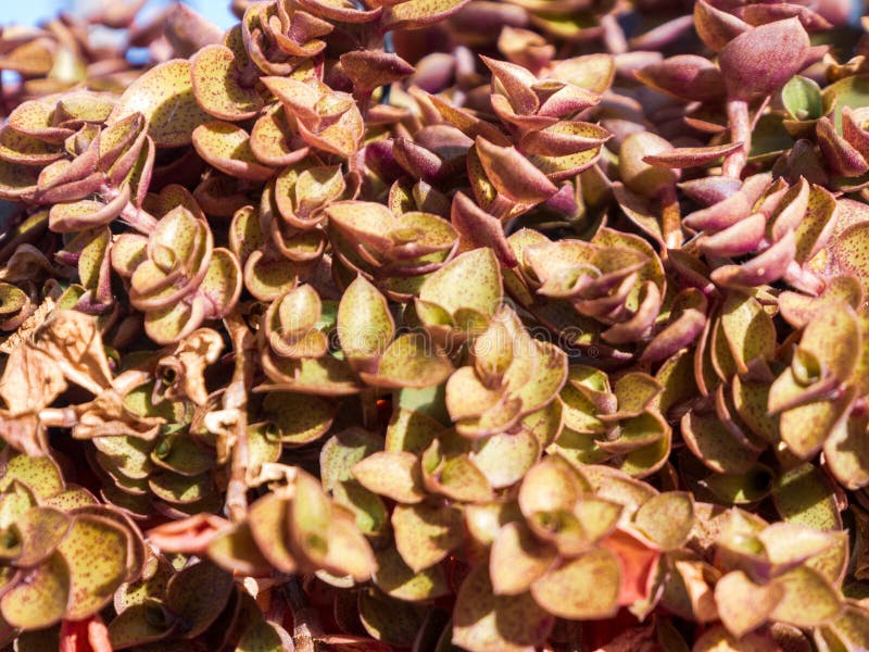 A Unique Green Pattern of Small Leaves in Macro Focus Creates a ...