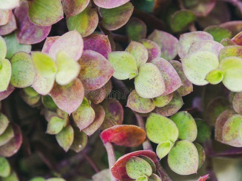 A Unique Green Pattern of Small Leaves in Macro Focus Creates a ...