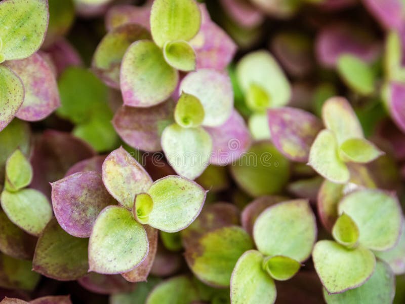 A Unique Green Pattern of Small Leaves in Macro Focus Creates a ...