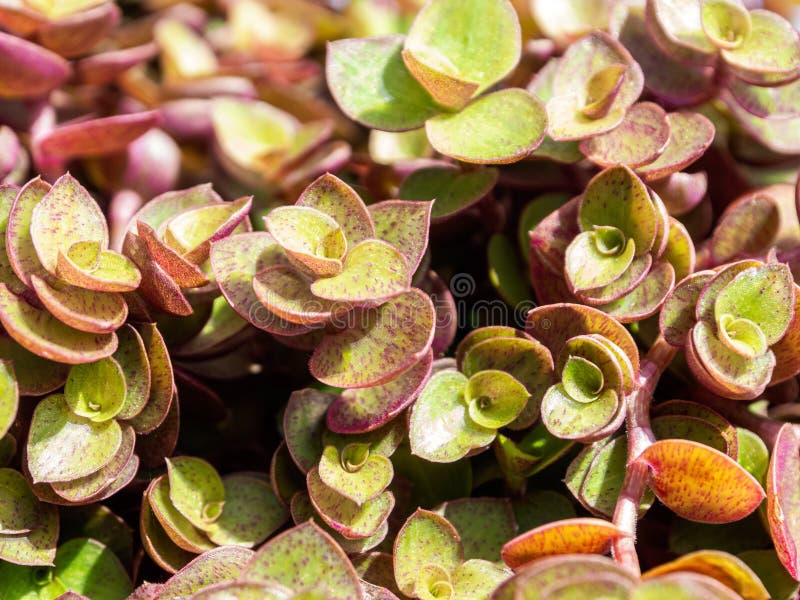 A Unique Green Pattern of Small Leaves in Macro Focus Creates a ...