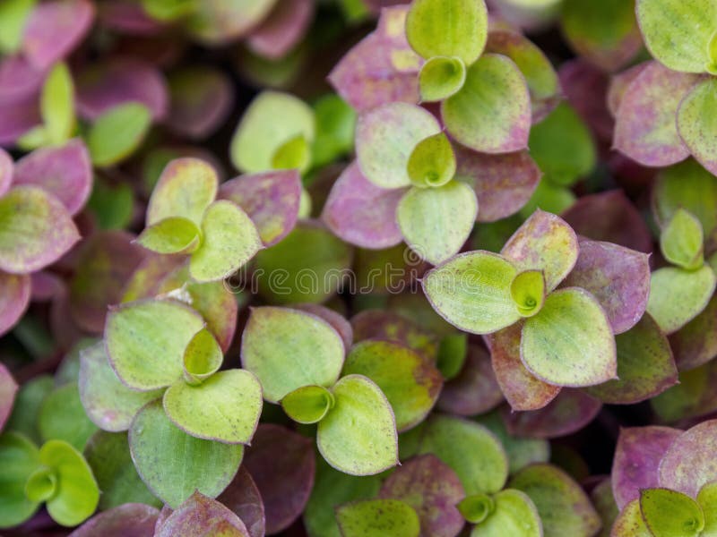 Unique Green Pattern Small Leaves Macro Focus Creates Mesmerizing ...