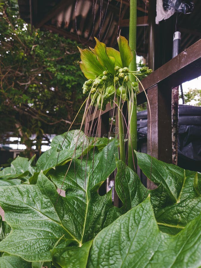Unique Green Plants at the Beach Resort Stock Photo - Image of plants ...