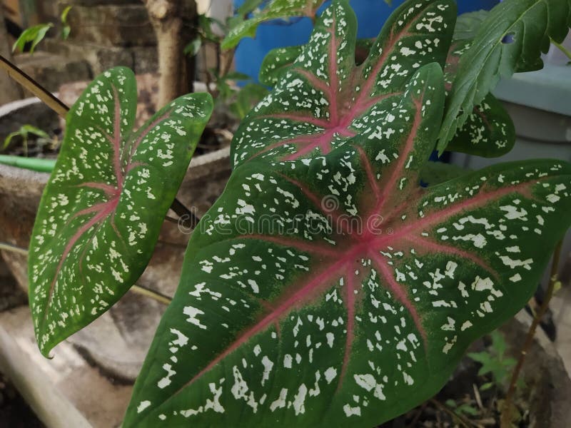 Unique Green Plants with Interesting Color Combinations Stock Image ...