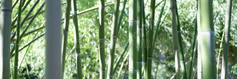 Unique Green Tropical Environment with Bamboo Trees Stock Photo - Image ...