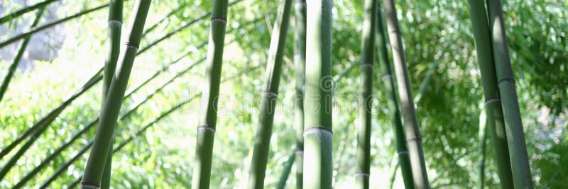 Unique Green Tropical Environment with Bamboo Trees Closeup Stock Photo ...