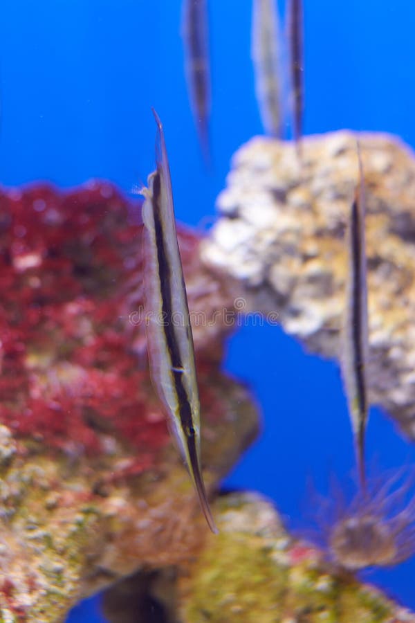 Head-down Tail-up Aeoliscus Strigatus or Razorfish Stock Photo - Image ...