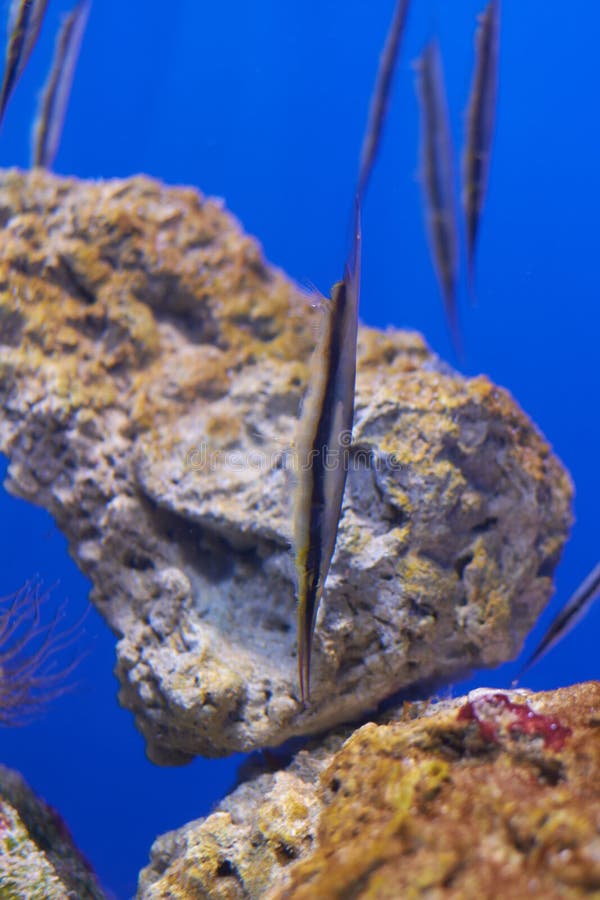 Head-down Tail-up Aeoliscus Strigatus or Razorfish Stock Photo - Image ...