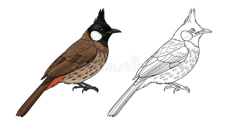 Unique Himalayan Bulbul Bird Coloring Page with Two Versions for ...